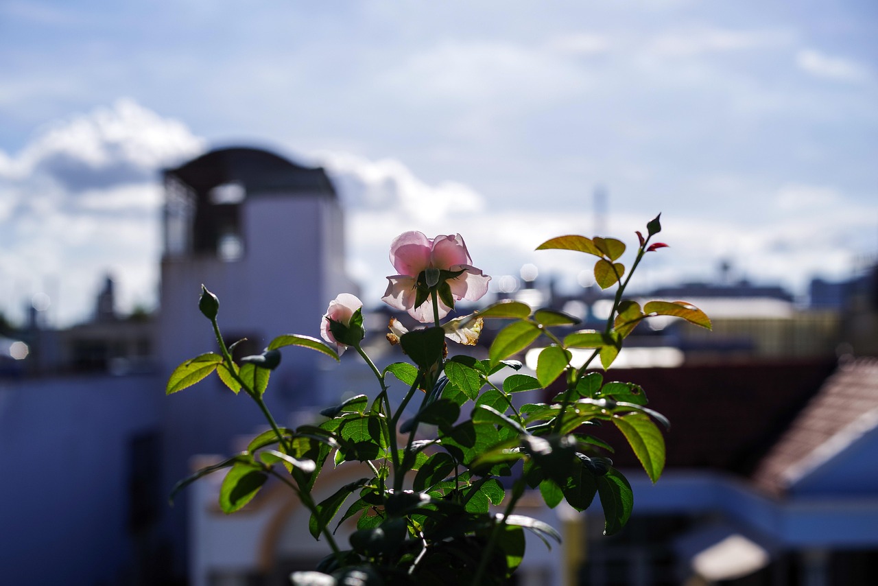 Roses Roof Garden Houses - Free photo on Pixabay - Pixabay