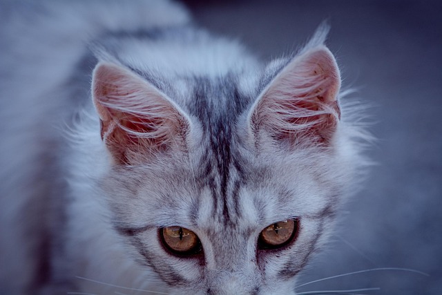 Katze Augen Tier - Kostenloses Foto auf Pixabay - Pixabay