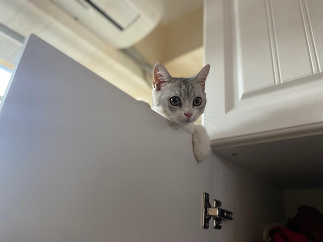 Katze Wohnzimmer - Kostenloses Foto auf Pixabay - Pixabay