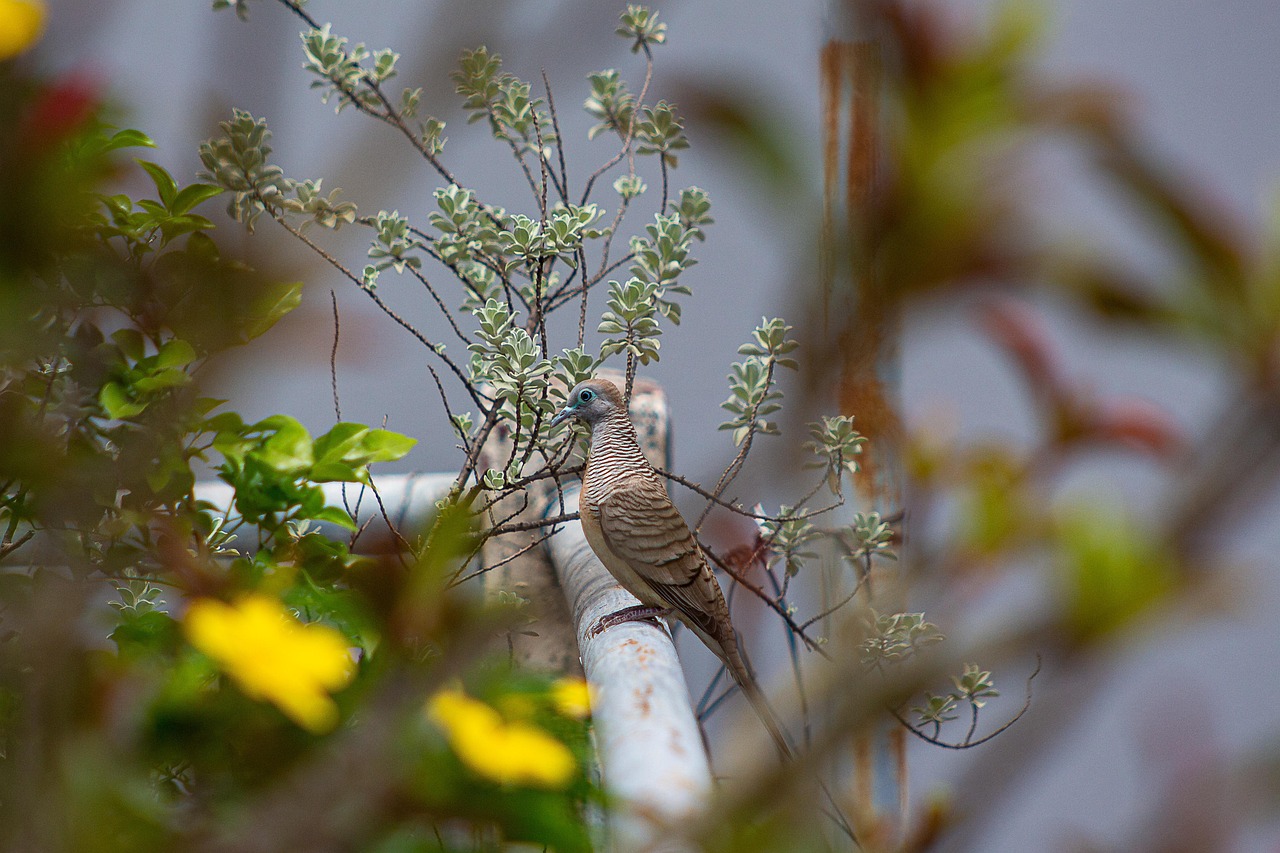 30,000+ Free Cuckoo Bird & Cuckoo Images - Pixabay