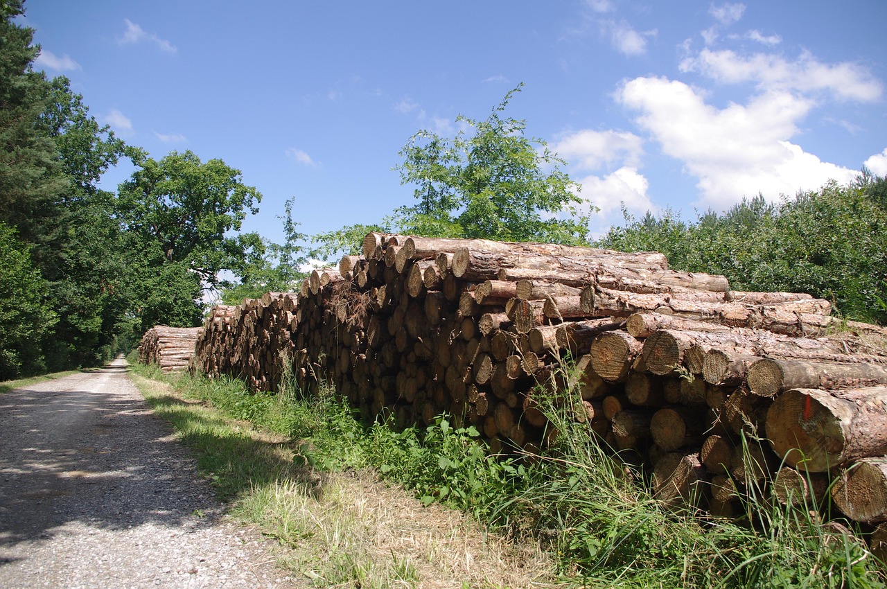 Madera Bosque La Ruta De Acceso - Foto gratis en Pixabay - Pixabay