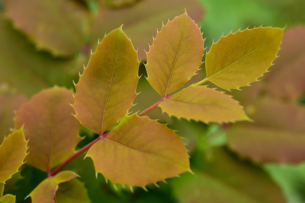 Barberry Leaves Shrub - Free photo on Pixabay