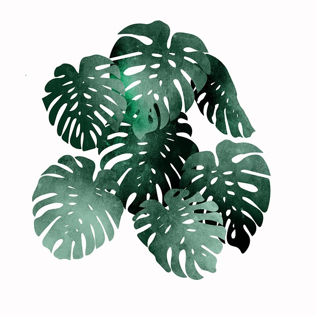 Monstera Tanaman Tropis - Gambar gratis di Pixabay - Pixabay