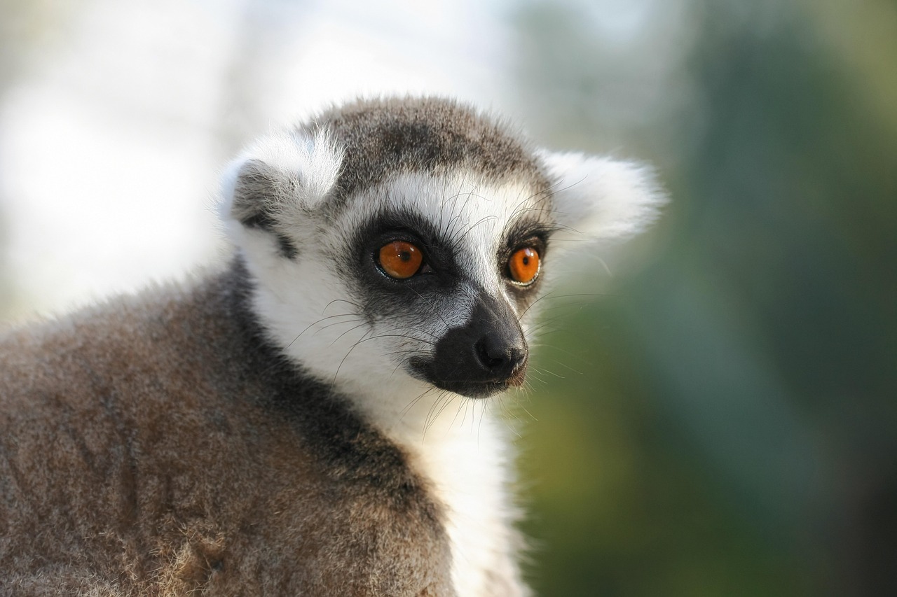 10,000+ Free Ring Tailed Lemur & Lemur Images - Pixabay
