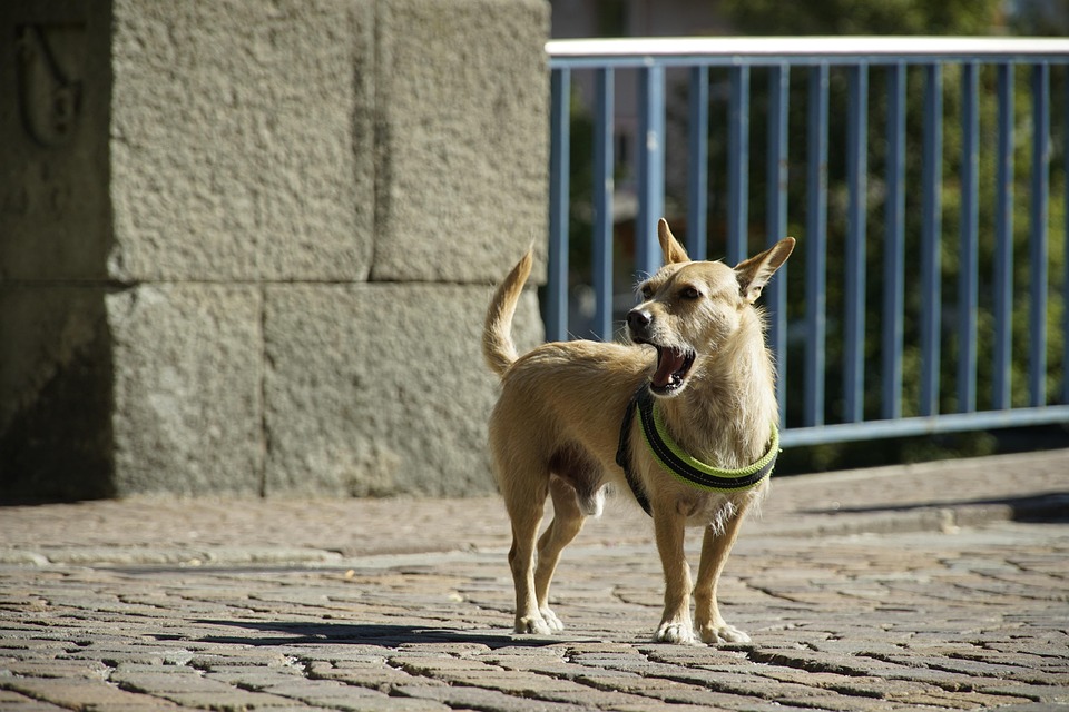 Hond Straat Geeuwen - Gratis foto op Pixabay