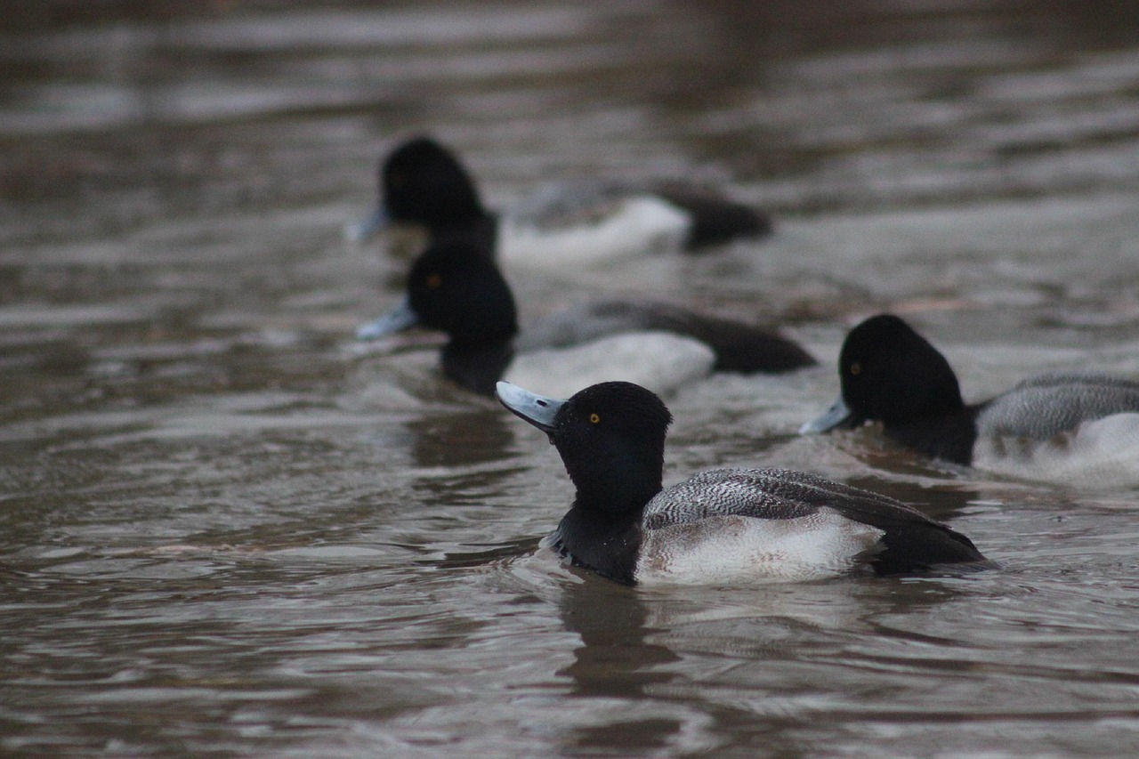 Ducks Lake Birds - Free photo on Pixabay - Pixabay