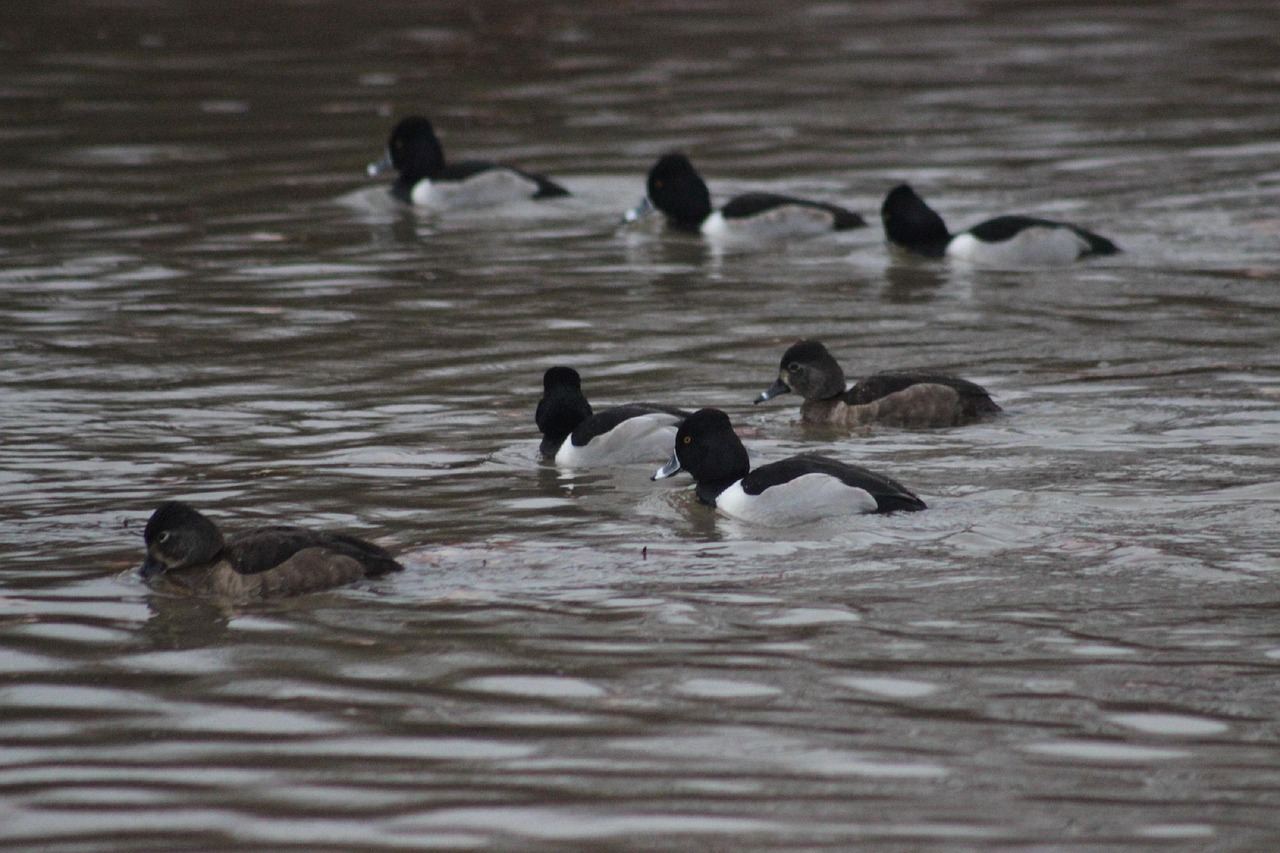 Ducks Bird Waterfoul - Free photo on Pixabay - Pixabay