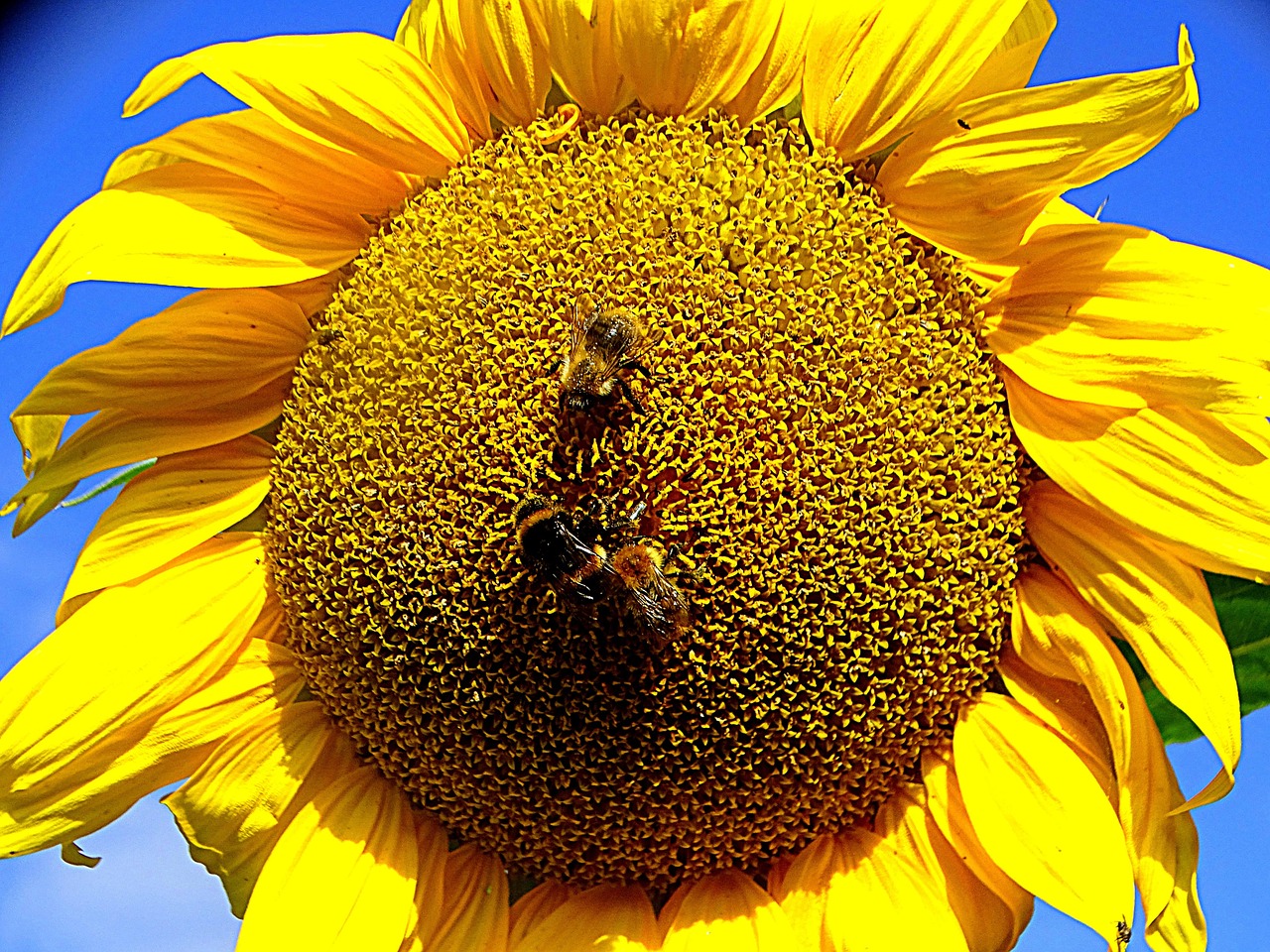 Bunga Matahari Lebah Kuning Musim - Foto gratis di Pixabay - Pixabay