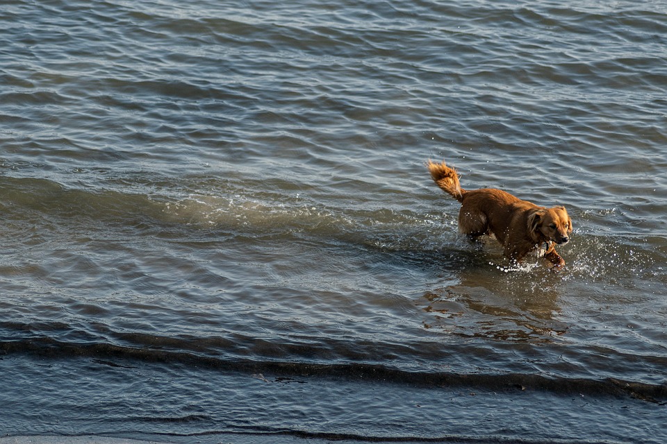 Dog Sea Beach - Free photo on Pixabay - Pixabay