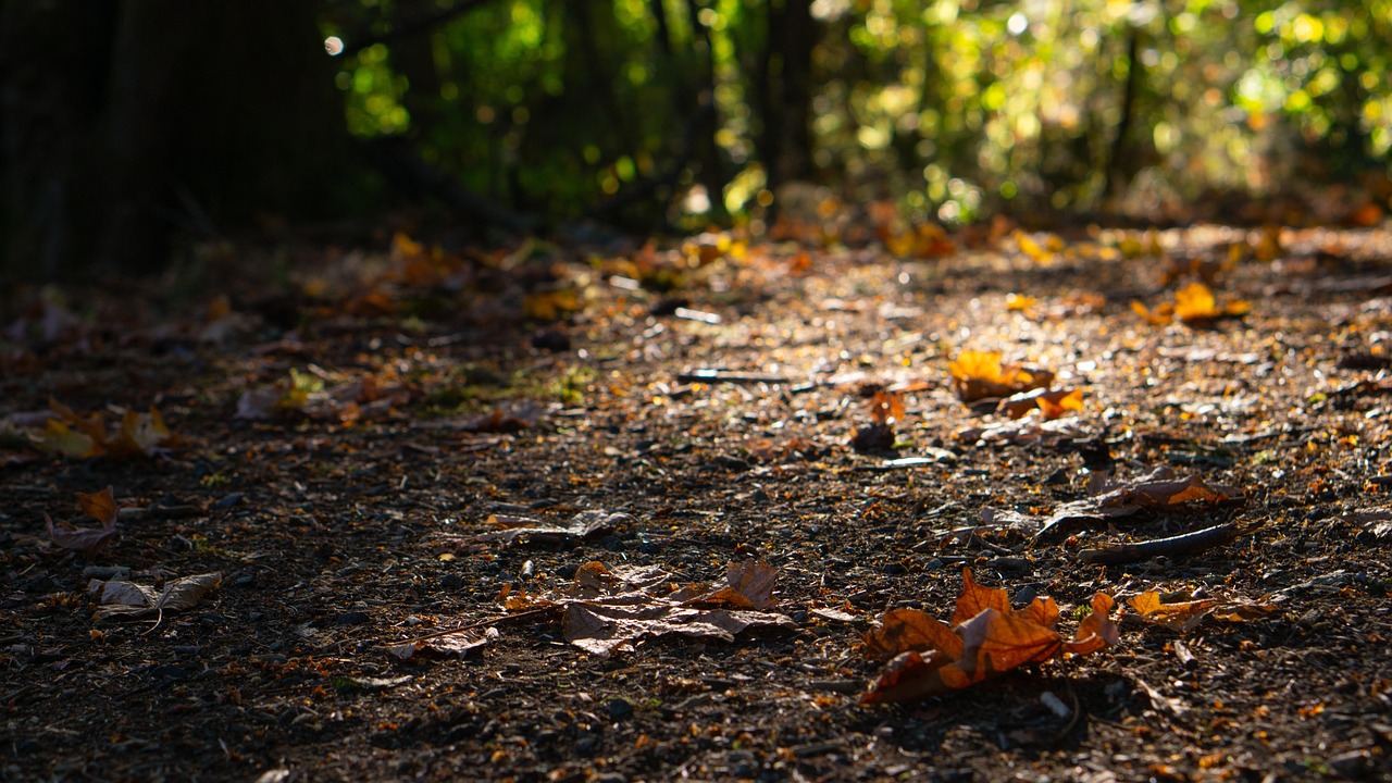 Trail Leaves Fall - Free photo on Pixabay - Pixabay