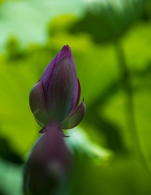 Bourgeon Floral Lotus Fleur - Photo gratuite sur Pixabay - Pixabay