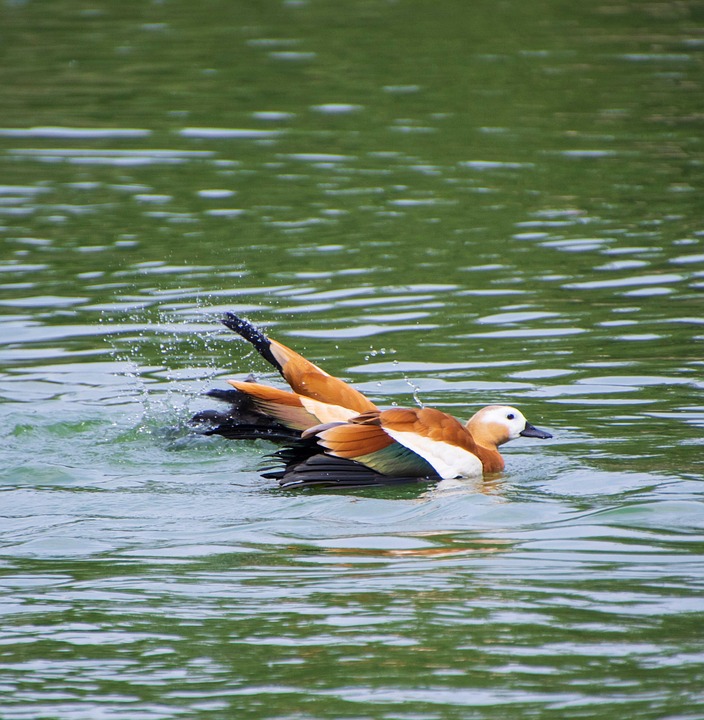 Ruddy Shelducks Birds Ducks - Free photo on Pixabay - Pixabay