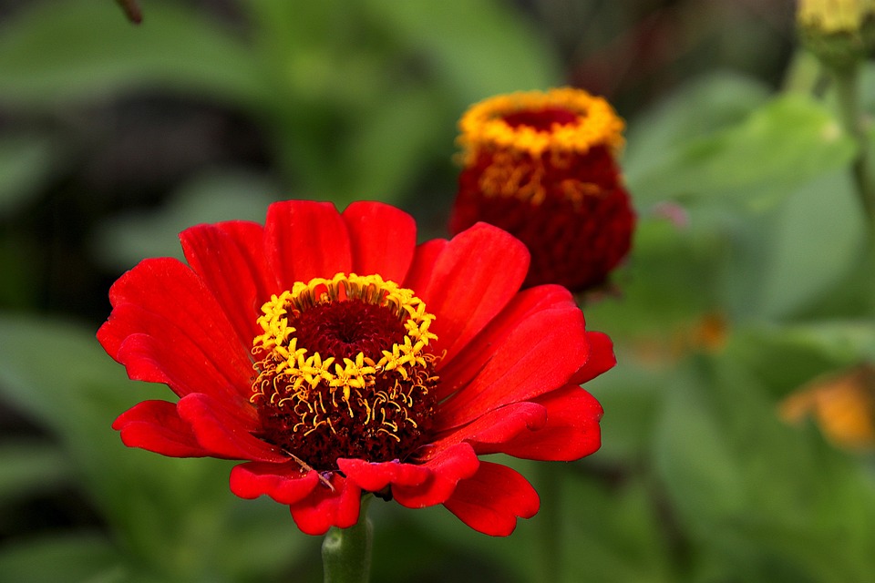 Zinnie Blume Pflanze Rote - Kostenloses Foto auf Pixabay