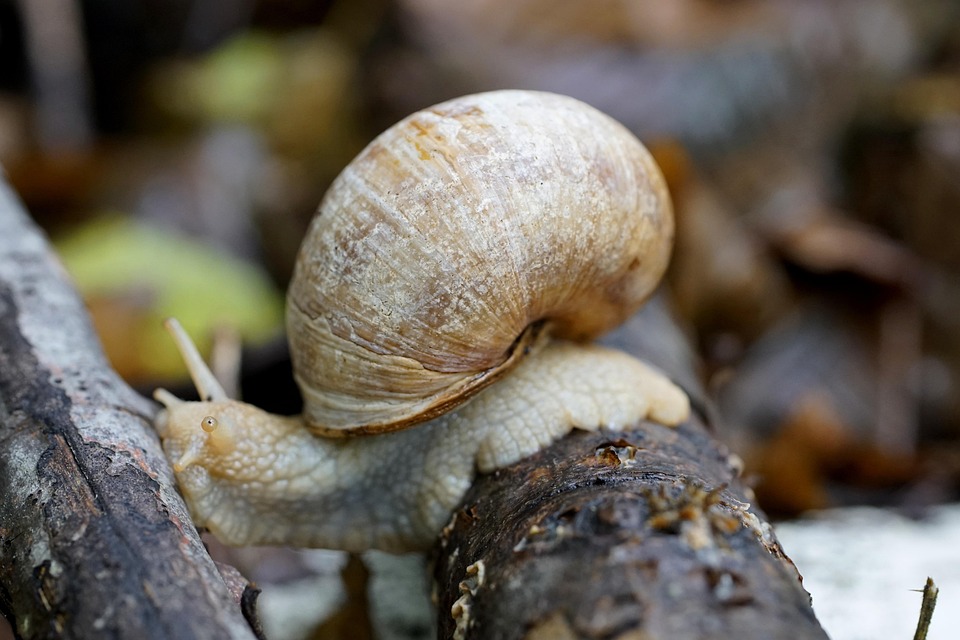 Helix Pomatia Escargot Snail - Free photo on Pixabay - Pixabay