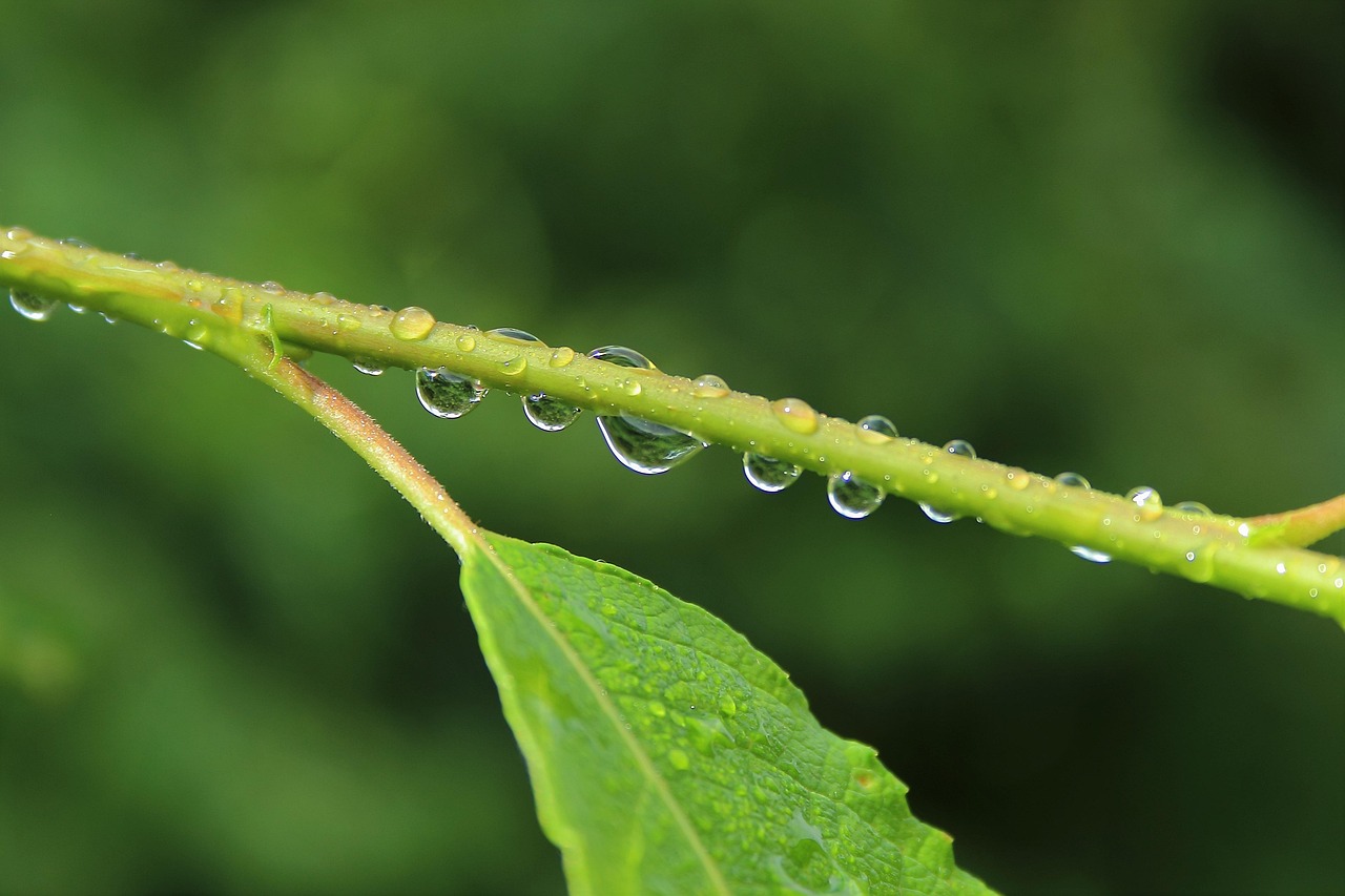 Plant Stem Leaf Raindrop - Free photo on Pixabay - Pixabay