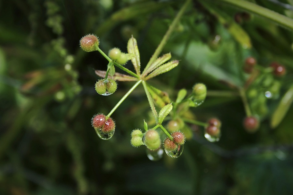 Bedstraw Growth Botany Wild - Free photo on Pixabay
