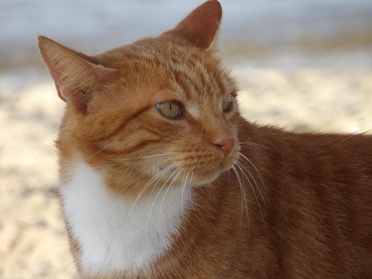 Gatto Marrone Gatto Havana Brown La Valle Di Ester