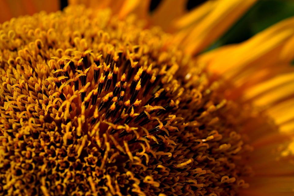 Sunflower Yellow Flower - Free photo on Pixabay - Pixabay