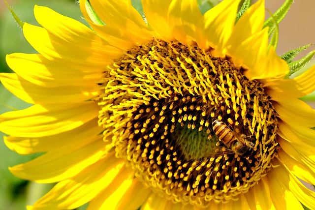 Sunflower Insect Pollination - Free photo on Pixabay
