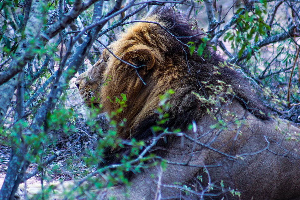 Lion King Jungle - Free photo on Pixabay - Pixabay