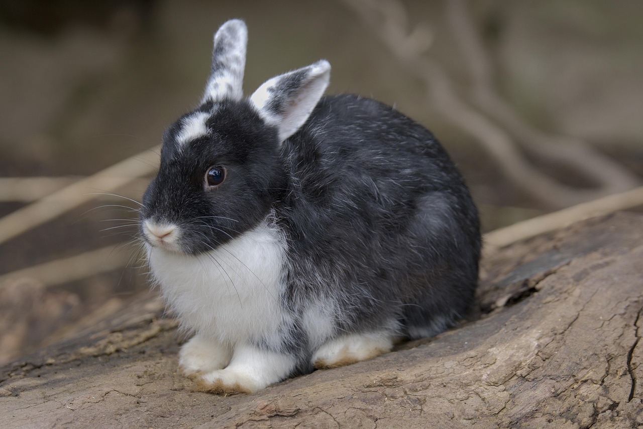Rabbit Animal Nature - Free photo on Pixabay - Pixabay