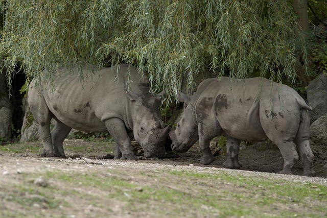 Rhinos Fighting Nature - Free photo on Pixabay