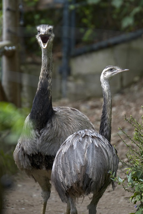 Nandu Bird Animal - Free photo on Pixabay - Pixabay