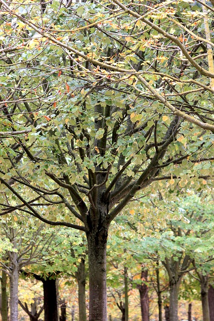 Tree Vegetation Branches - Free photo on Pixabay - Pixabay
