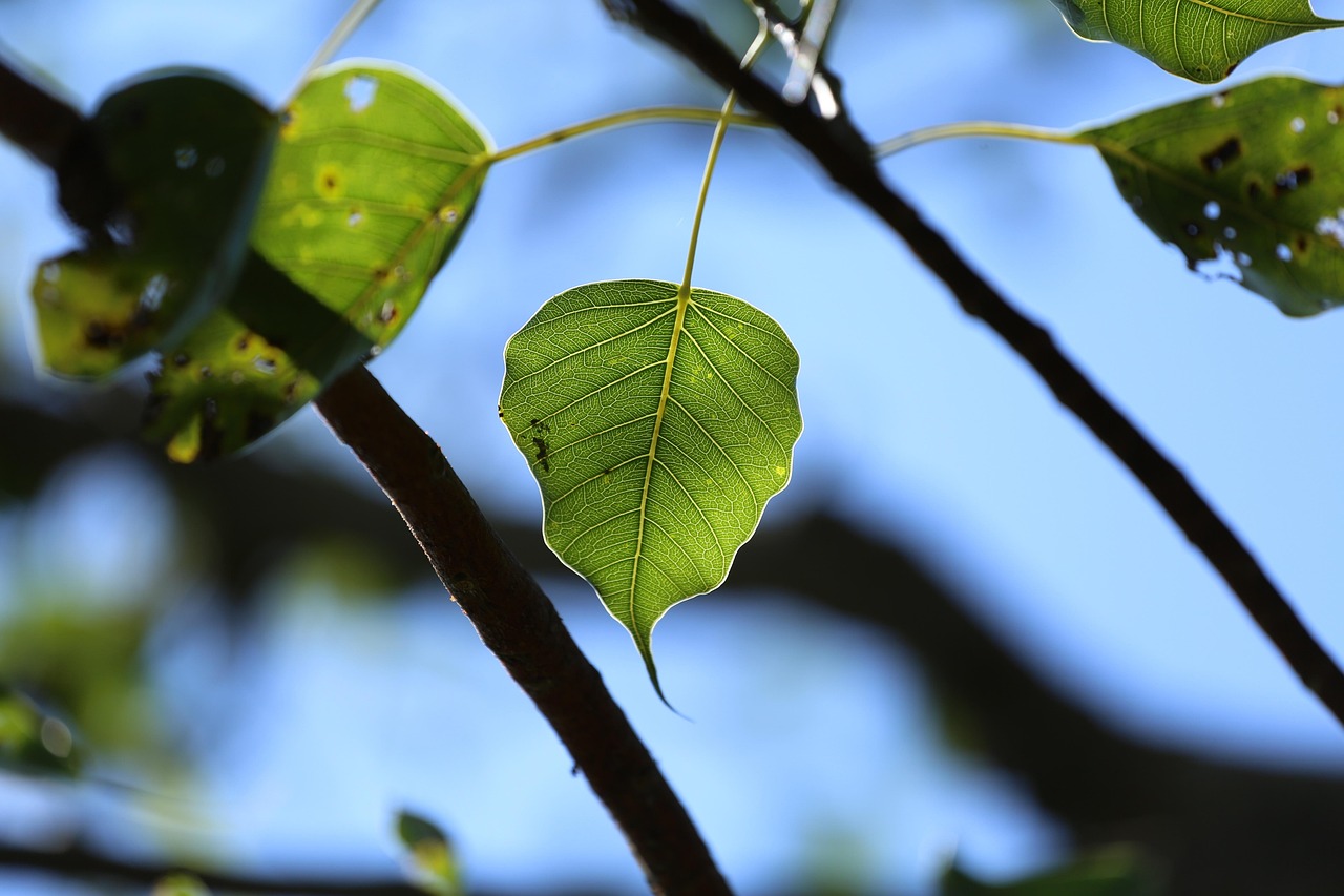 100,000+ Free Bo Leaf & Nature Images - Pixabay