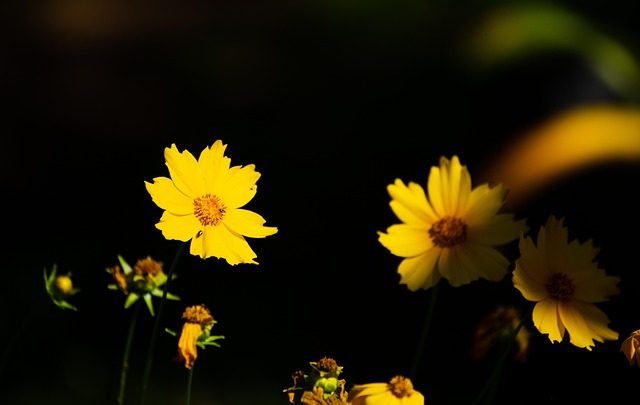 Flower Offer Flora - Free photo on Pixabay