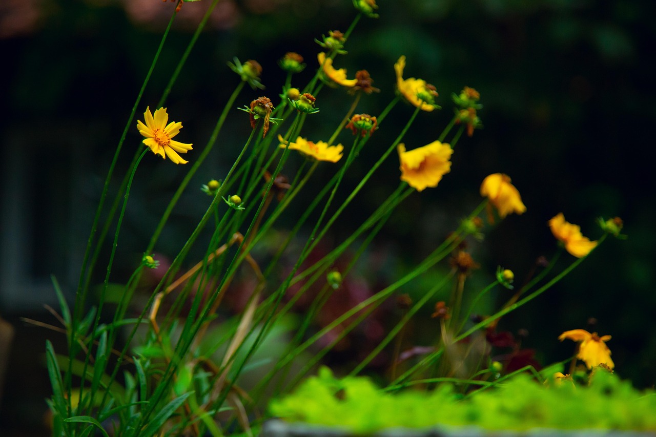 Flower Offer Flora - Free photo on Pixabay - Pixabay