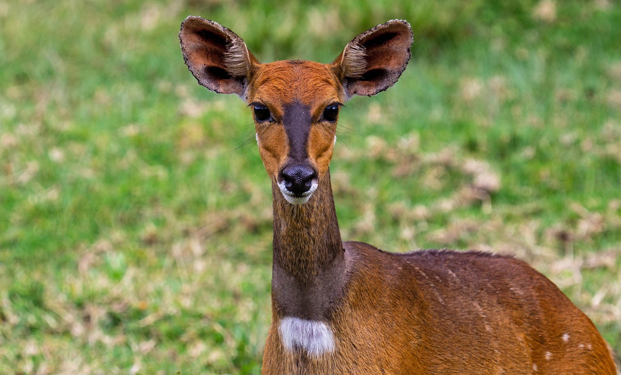 1,000+ Free Antilope & Antelope Images - Pixabay