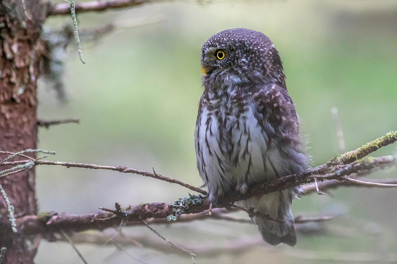 Búho Pigmeo Euroasiático Pájaro - Foto gratis en Pixabay - Pixabay