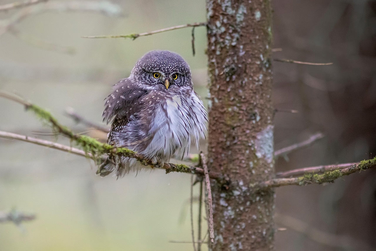 Mais de 400 imagens grátis de Coruja Pigmeu Eurasiática e Coruja - Pixabay