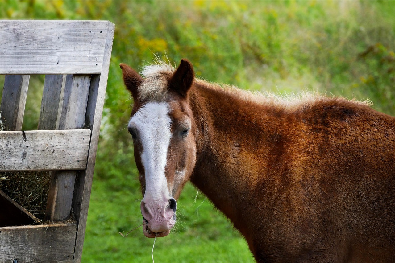 Bilder Av Husdyr Bilder Av Husdyr Mostphotos