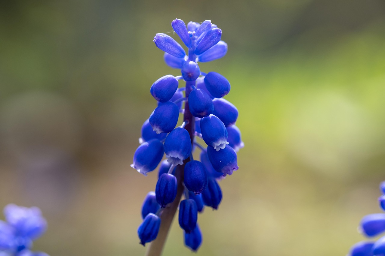Fleurs Jacinthe Bloom - Photo gratuite sur Pixabay - Pixabay