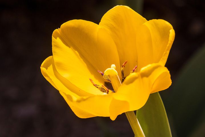 2,000+ Free Yellow Tulips & Tulips Images - Pixabay