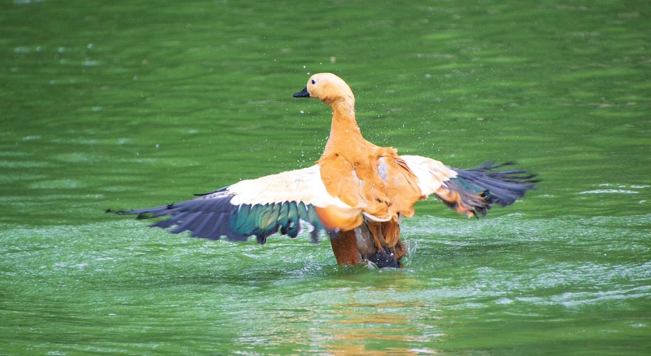 Ruddy Shelduck Bird Duck - Free photo on Pixabay