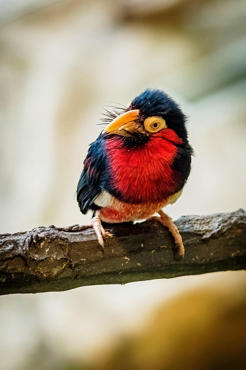 Bird Wildlife Bearded Barbet - Free photo on Pixabay - Pixabay