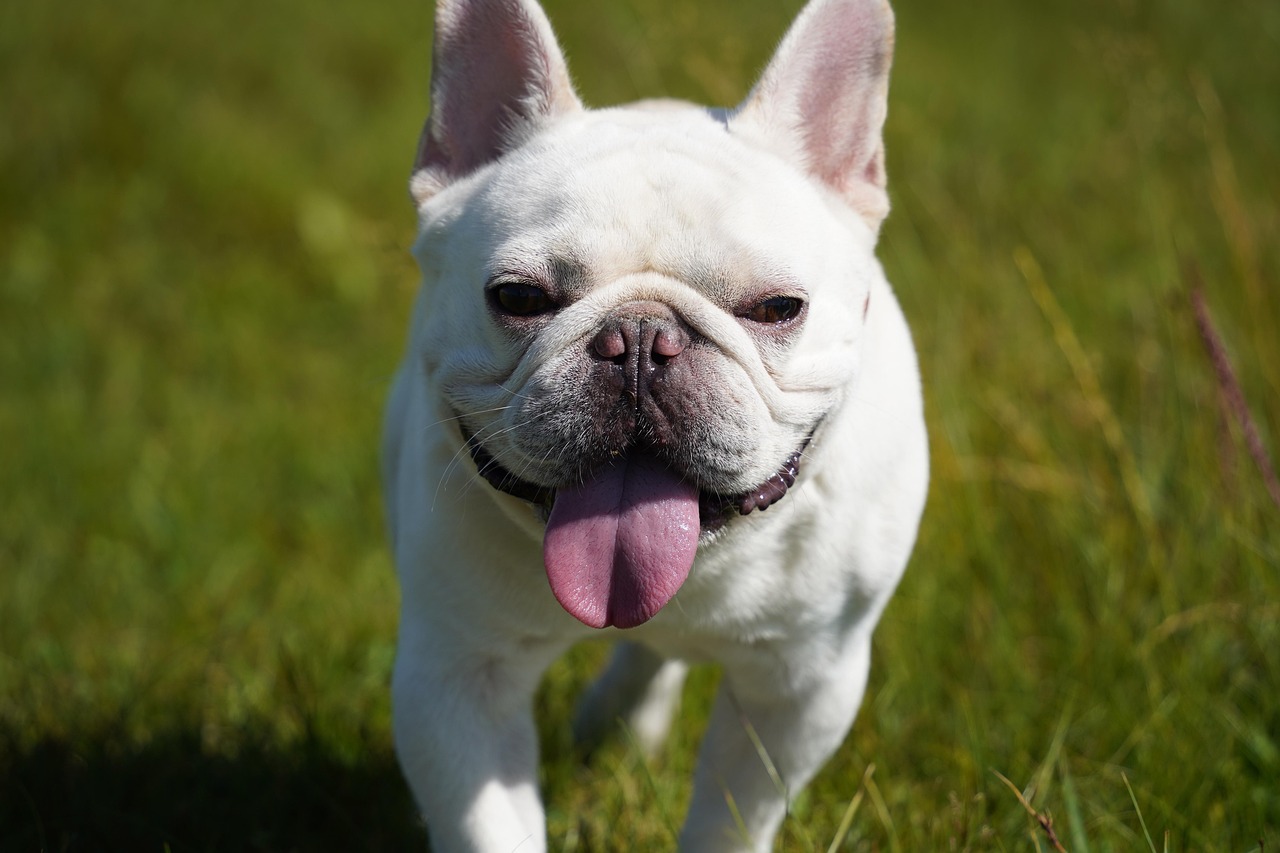 600+ Free French Bulldog & Dog Images - Pixabay