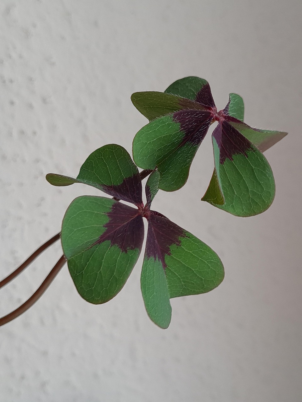 Trébol Lucky Clover Verde - Foto gratis en Pixabay