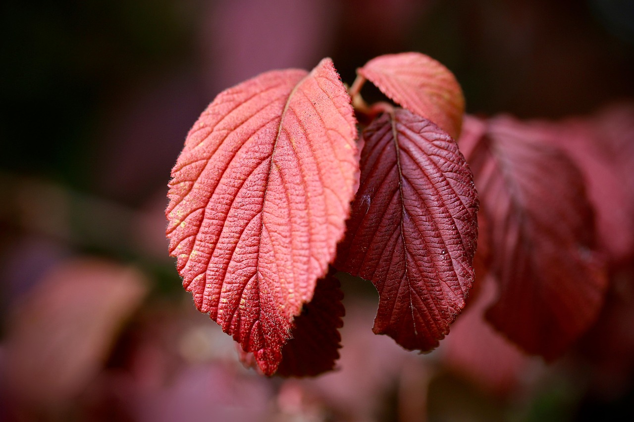 500,000+ Free Flower Leaf & Leaf Images - Pixabay