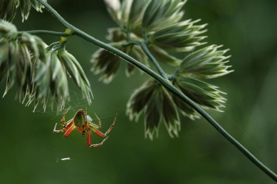 Pumpkin Spider Cobwebs - Free photo on Pixabay