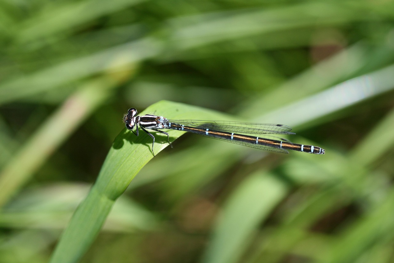 Libelle Insekt - Kostenloses Foto auf Pixabay - Pixabay