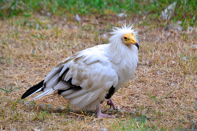 Eagle Bird Nature - Free photo on Pixabay