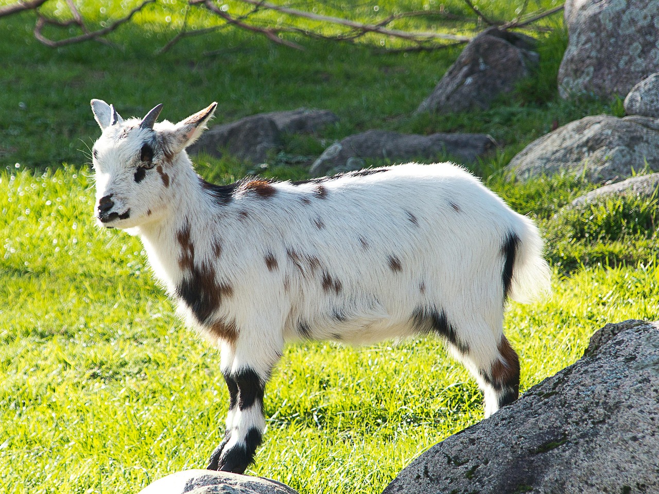Kambing Kerdil Afrika Barat Putih - Foto gratis di Pixabay - Pixabay