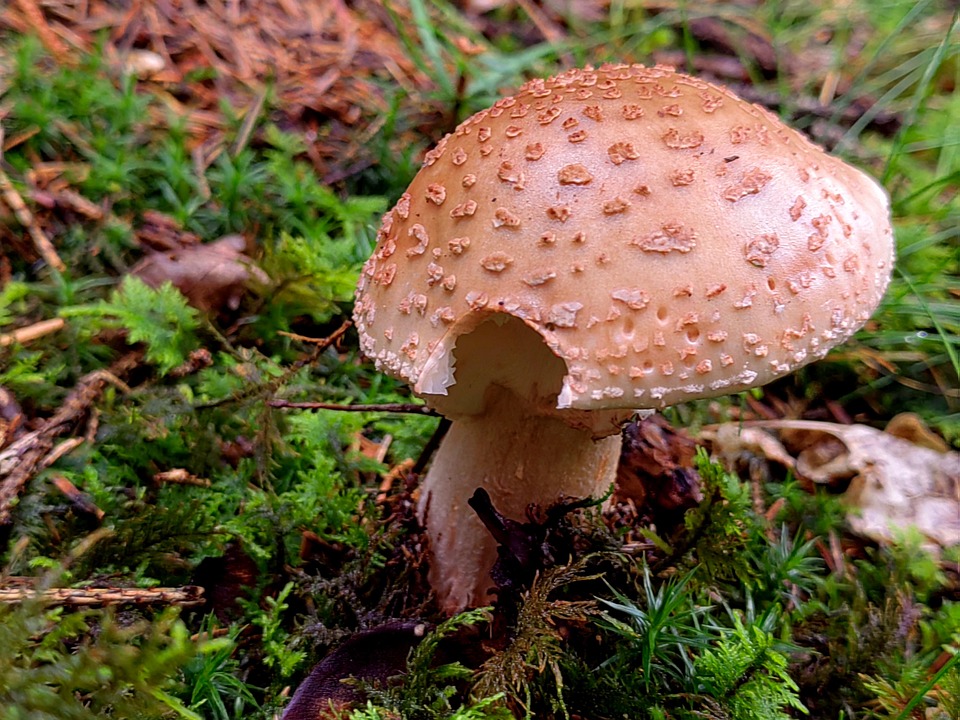 Mashroom Forest - Free photo on Pixabay - Pixabay