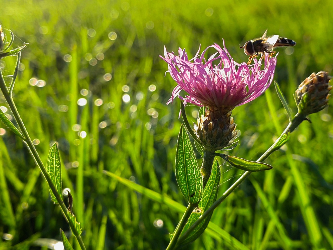 Planta Natureza - Foto gratuita no Pixabay - Pixabay
