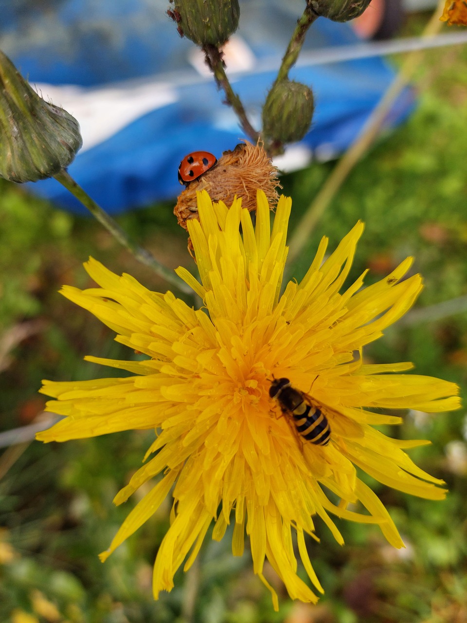 Flower Ladybird Bee - Free photo on Pixabay - Pixabay