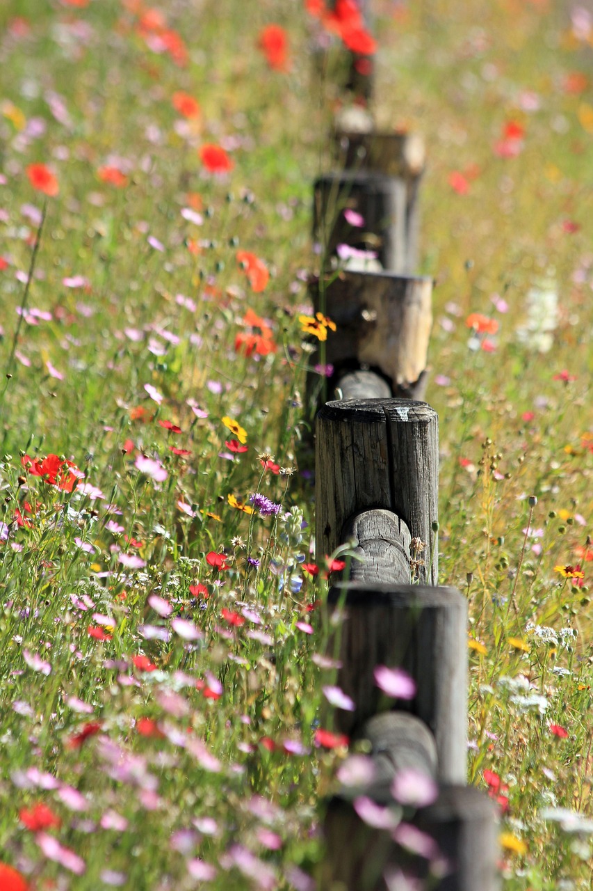 Flowers Meadow Fence Posts - Free photo on Pixabay - Pixabay